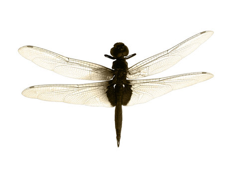 Voleter 이미지 – 찾아보기 169 스톡 사진, 벡터 및 비디오 | Adobe Stock