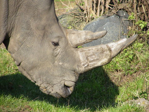 「Rhinosaurus」の写真素材 | 165件の無料イラスト画像 | Adobe Stock