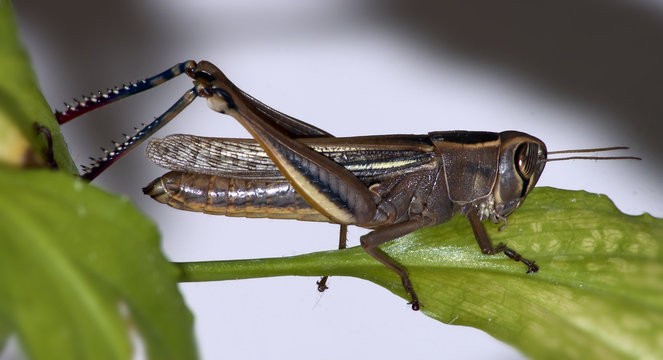 รูปภาพPlaga – เลือกดูภาพถ่ายสต็อก เวกเตอร์ และวิดีโอ1,548 | Adobe Stock