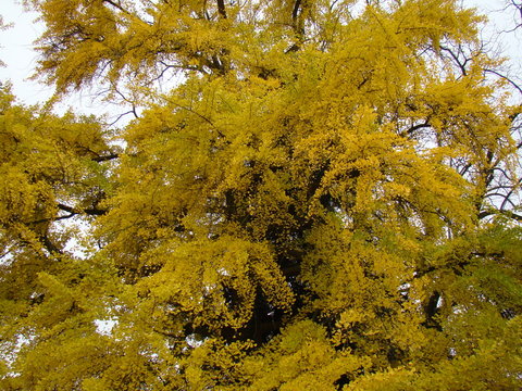 รูปภาพJaunatre – เลือกดูภาพถ่ายสต็อก เวกเตอร์ และวิดีโอ10 | Adobe Stock