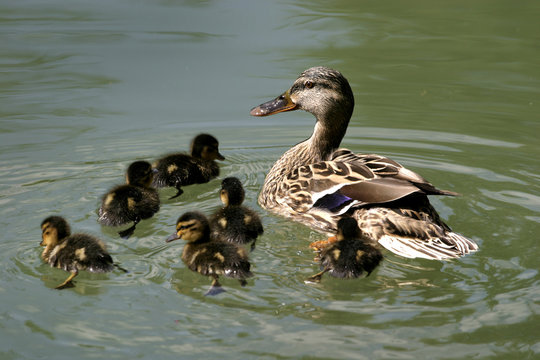 รูปภาพCaneton – เลือกดูภาพถ่ายสต็อก เวกเตอร์ และวิดีโอ1,316 | Adobe Stock