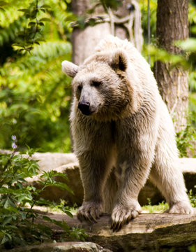 Imágenes de Balu: descubre bancos de fotos, ilustraciones, vectores y ...