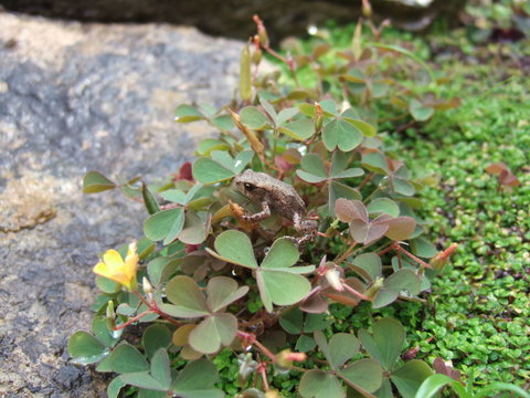Toadlet Images – Browse 63 Stock Photos, Vectors, and Video | Adobe Stock