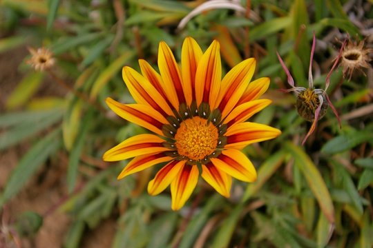 Bourgeonner bilder – Bläddra bland 397 stockfoton, vektorer och videor ...