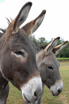 Bourrique Bilder – Durchsuchen 273 Archivfotos, Vektorgrafiken und ...