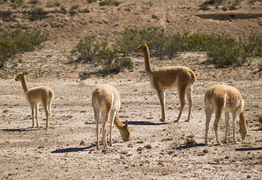 รูปภาพVicuna – เลือกดูภาพถ่ายสต็อก เวกเตอร์ และวิดีโอ8,275 | Adobe Stock