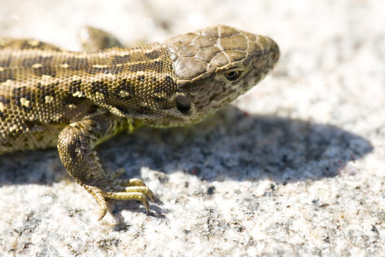 รูปภาพPoikilotherm – เลือกดูภาพถ่ายสต็อก เวกเตอร์ และวิดีโอ2,368 ...