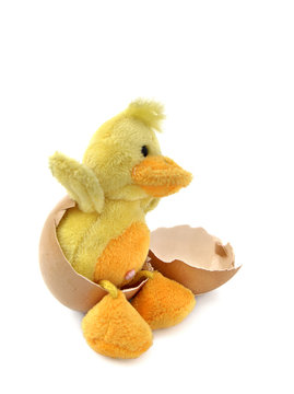 Pollito Bilder – Durchsuchen 503 Archivfotos, Vektorgrafiken und Videos ...