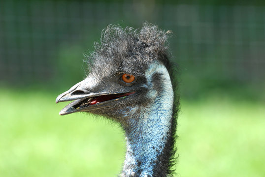 Emeu Images – Browse 24,723 Stock Photos, Vectors, and Video | Adobe Stock