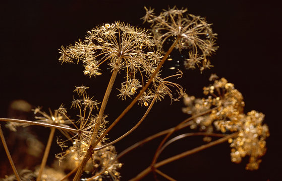 Dolde bilder – Bläddra bland 3,194 stockfoton, vektorer och videor ...