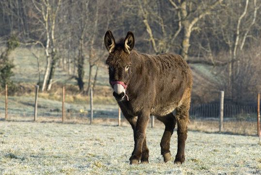 รูปภาพBourricot – เลือกดูภาพถ่ายสต็อก เวกเตอร์ และวิดีโอ87 | Adobe Stock