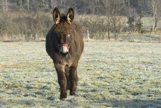 91 MEILLEURES Bourricot IMAGES, PHOTOS ET ILLUSTRATIONS VECTORIELLES ...