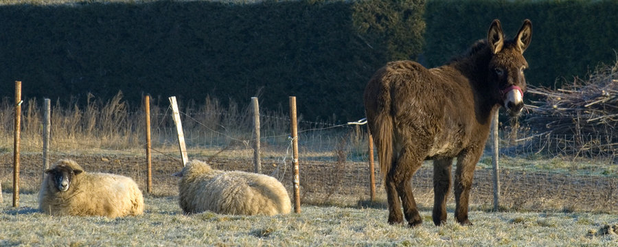 รูปภาพBourricot – เลือกดูภาพถ่ายสต็อก เวกเตอร์ และวิดีโอ89 | Adobe Stock