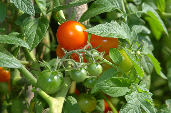 Imágenes de Tomatenstaude: descubre bancos de fotos, ilustraciones ...
