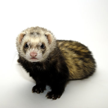 Furette Images – Browse 47 Stock Photos, Vectors, and Video | Adobe Stock