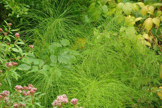 Arthrophyta bilder – Bläddra bland 9,178 stockfoton, vektorer och ...