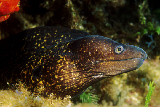 Murena Images – Browse 437 Stock Photos, Vectors, and Video | Adobe Stock