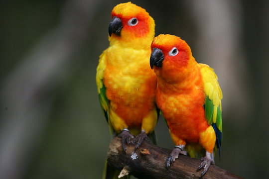 Sun Conure Wallpaper