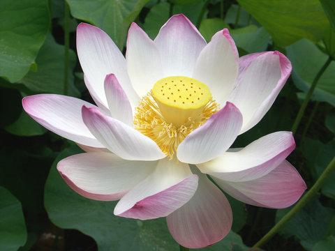 "Victoria Amazonica" Images – Browse 3,008 Stock Photos, Vectors, and ...