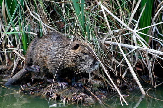 Biberbau Bilder – Durchsuchen 2,705 Archivfotos, Vektorgrafiken und ...