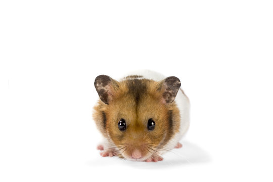 Hoarding Images – Browse 48,710 Stock Photos, Vectors, and Video ...