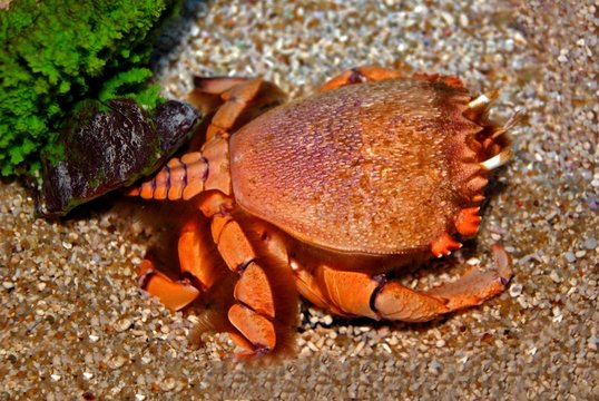 "Rare Crab"-Bilder: Stock-Fotos & -Videos. | Adobe Stock
