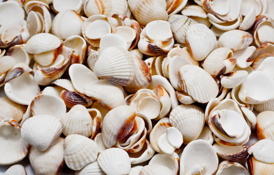 รูปภาพCockleshells – เลือกดูภาพถ่ายสต็อก เวกเตอร์ และวิดีโอ40,982 ...
