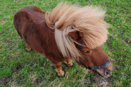 Ponni Bilder – Durchsuchen 139 Archivfotos, Vektorgrafiken und Videos ...