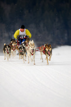 รูปภาพMusher – เลือกดูภาพถ่ายสต็อก เวกเตอร์ และวิดีโอ6,396 | Adobe Stock
