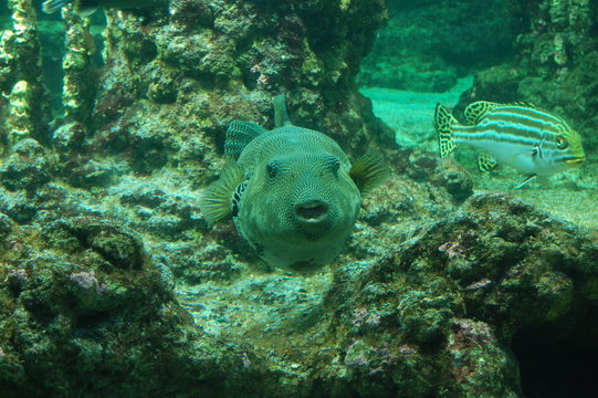 Tij Images – Browse 61 Stock Photos, Vectors, and Video | Adobe Stock