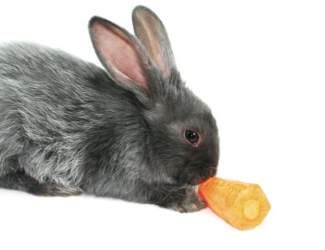 Zwerghasen Bilder – Durchsuchen 1,085 Archivfotos, Vektorgrafiken und ...