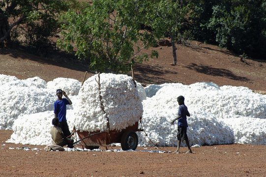 Imágenes de Coton: descubre bancos de fotos, ilustraciones, vectores y ...