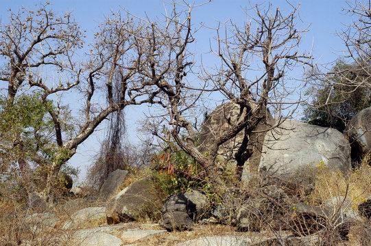 Cahot Images – Browse 35 Stock Photos, Vectors, and Video | Adobe Stock