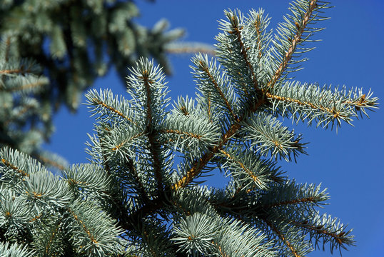 Blautanne bilder – Bla gjennom 276 arkivbilder, vektorer og videoer ...