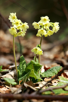 Umelt Images – Browse 1 Stock Photos, Vectors, and Video | Adobe Stock