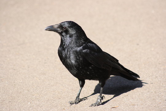 Rabe bilder – Bläddra bland 7,369 stockfoton, vektorer och videor ...