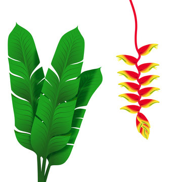 Balisier - Images et vidéos libres de droits | Adobe Stock