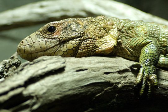 รูปภาพTeju – เลือกดูภาพถ่ายสต็อก เวกเตอร์ และวิดีโอ322 | Adobe Stock