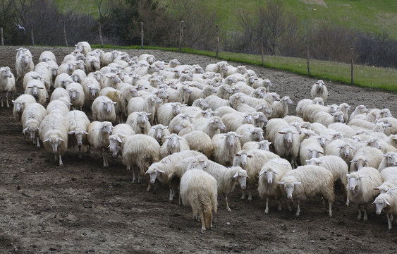 「Ovile」の写真素材 | 217件の無料イラスト画像 | Adobe Stock