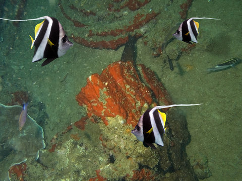 Bullfish bilder – Bläddra bland 21 stockfoton, vektorer och videor ...