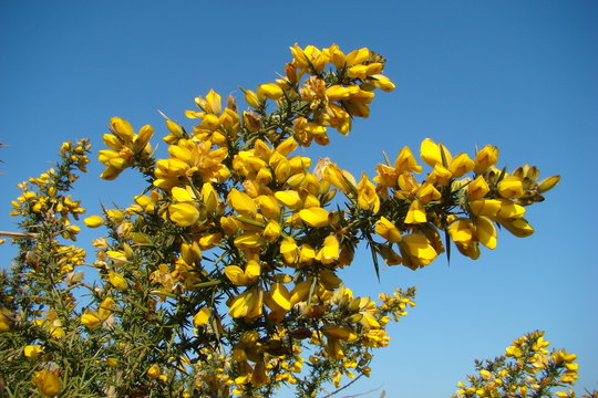 รูปภาพ"Zygomorphe – เลือกดูภาพถ่ายสต็อก เวกเตอร์ และวิดีโอ80 | Adobe Stock