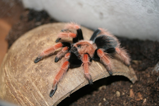 47 MEILLEURES Migale IMAGES, PHOTOS ET ILLUSTRATIONS VECTORIELLES STOCK ...