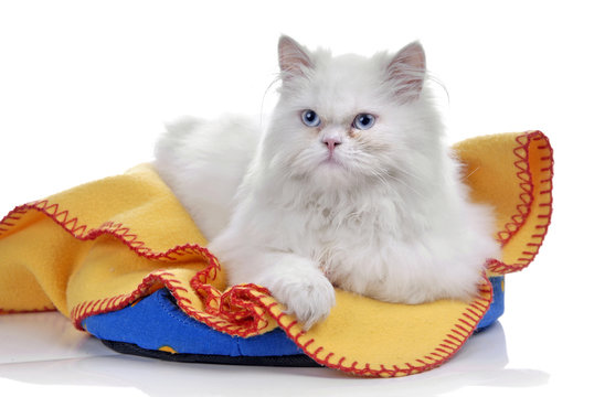 รูปภาพKat – เลือกดูภาพถ่ายสต็อก เวกเตอร์ และวิดีโอ28,811 | Adobe Stock