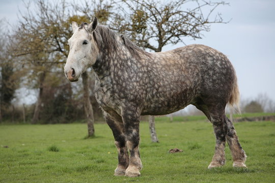 Destrier Horse