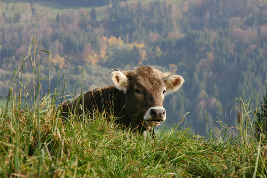 Rindvieh bilder – Bläddra bland 3,320 stockfoton, vektorer och videor ...