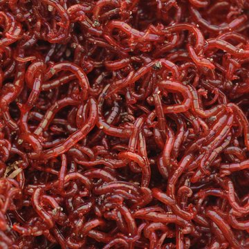 Bloodworms Images – Browse 1,076 Stock Photos, Vectors, and Video ...