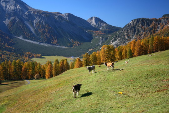 Daint Bilder – Durchsuchen 254 Archivfotos, Vektorgrafiken und Videos ...