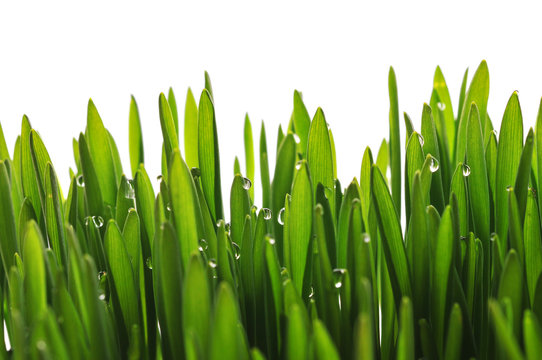 Greengrass bilder – Bläddra bland 2,234 stockfoton, vektorer och videor ...