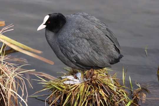 「Water-Hen」の写真素材 | 122件の無料イラスト画像 | Adobe Stock