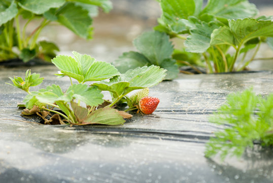 Ralph Petty photos, images, assets | Adobe Stock